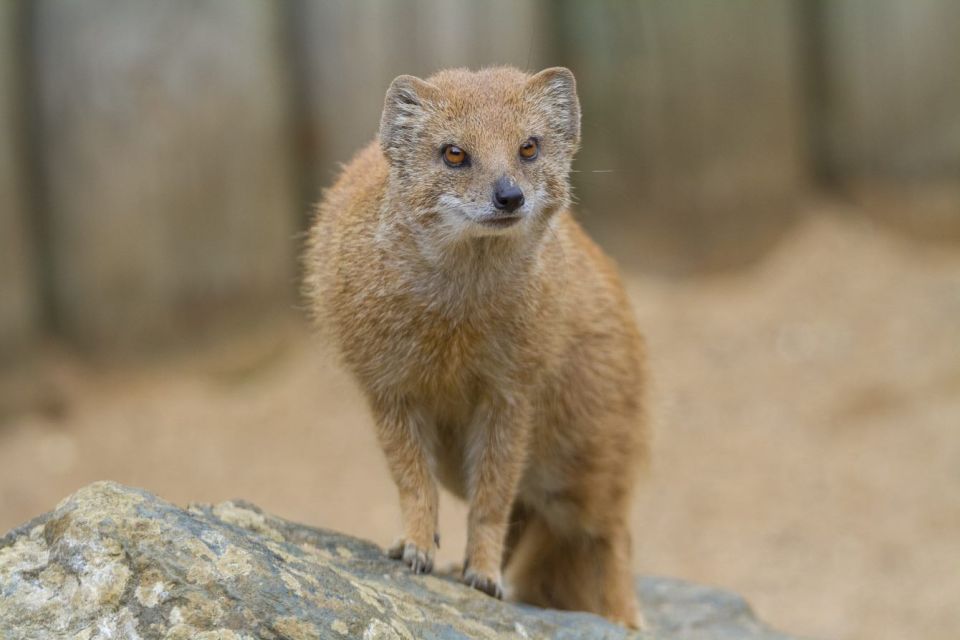 Africa Alive Zoological Reserve | Visit Suffolk