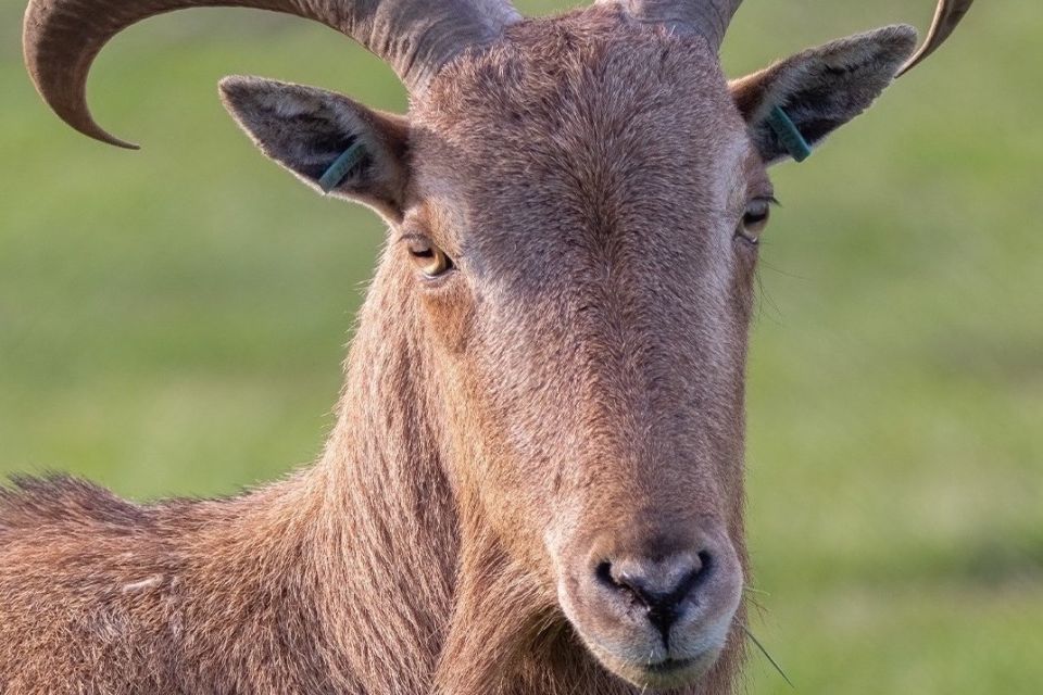 Africa Alive Zoological Reserve | Visit Suffolk