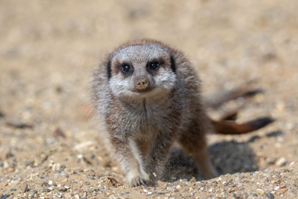 Africa Alive Zoological Reserve | Visit Suffolk