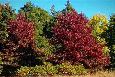 Marks Hall Gardens and Arboretum | Visit East of England