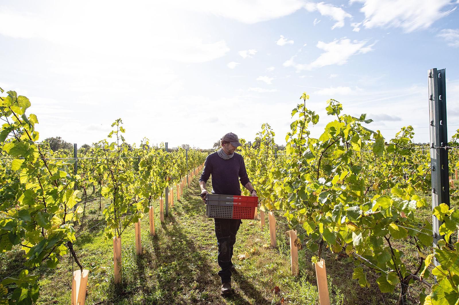 Flint Vineyard | Visit Norfolk