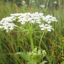 RSPB Strumpshaw Fen | Visit Norfolk