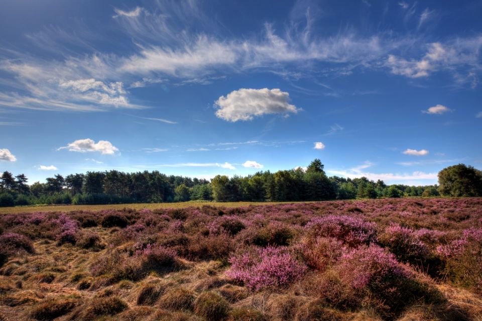 Thetford Forest Park | Visit Norfolk