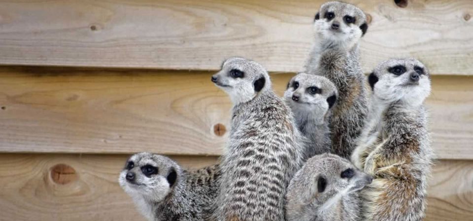 Jimmy's Farm | Visit East of England