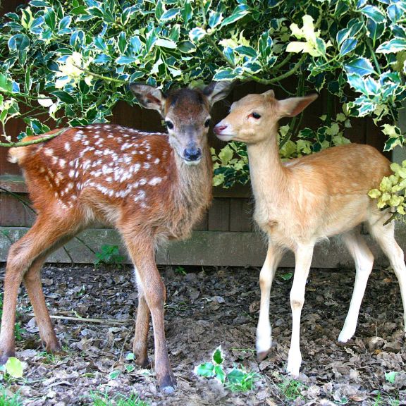 Zoos & Wildlife | Visit Norfolk