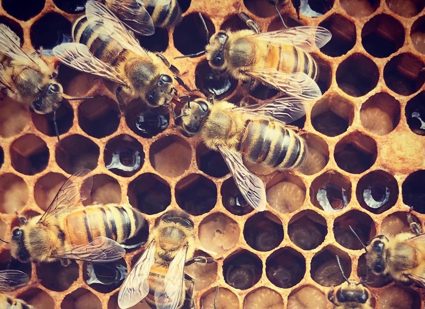 Sunnyfields Honey and Home | Visit East of England