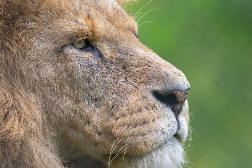 Africa Alive Zoological Reserve | Visit Suffolk