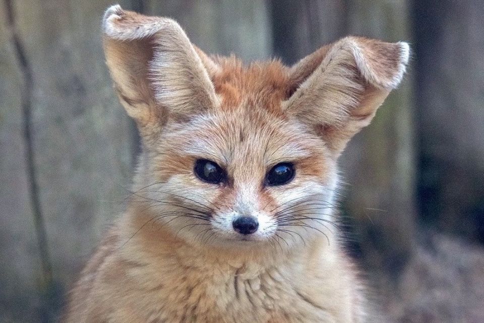 Africa Alive Zoological Reserve | Visit Suffolk