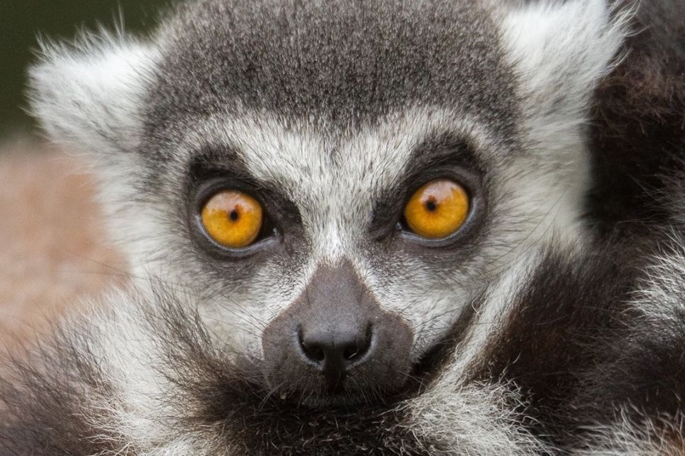 Africa Alive Zoological Reserve | Visit Suffolk