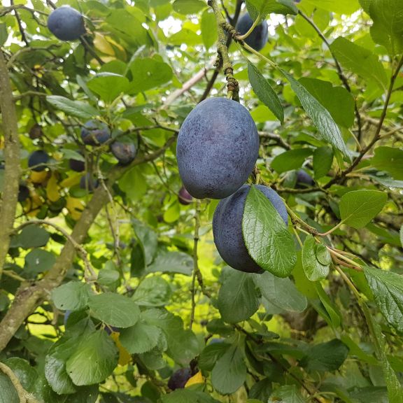 Local Produce | Visit Norfolk