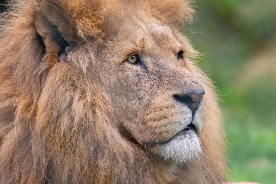 Africa Alive Zoological Reserve | Visit Suffolk