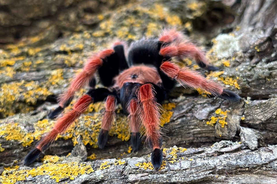 Africa Alive Zoological Reserve | Visit Suffolk