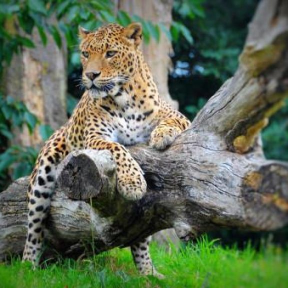 Zoos & Wildlife | Visit Norfolk